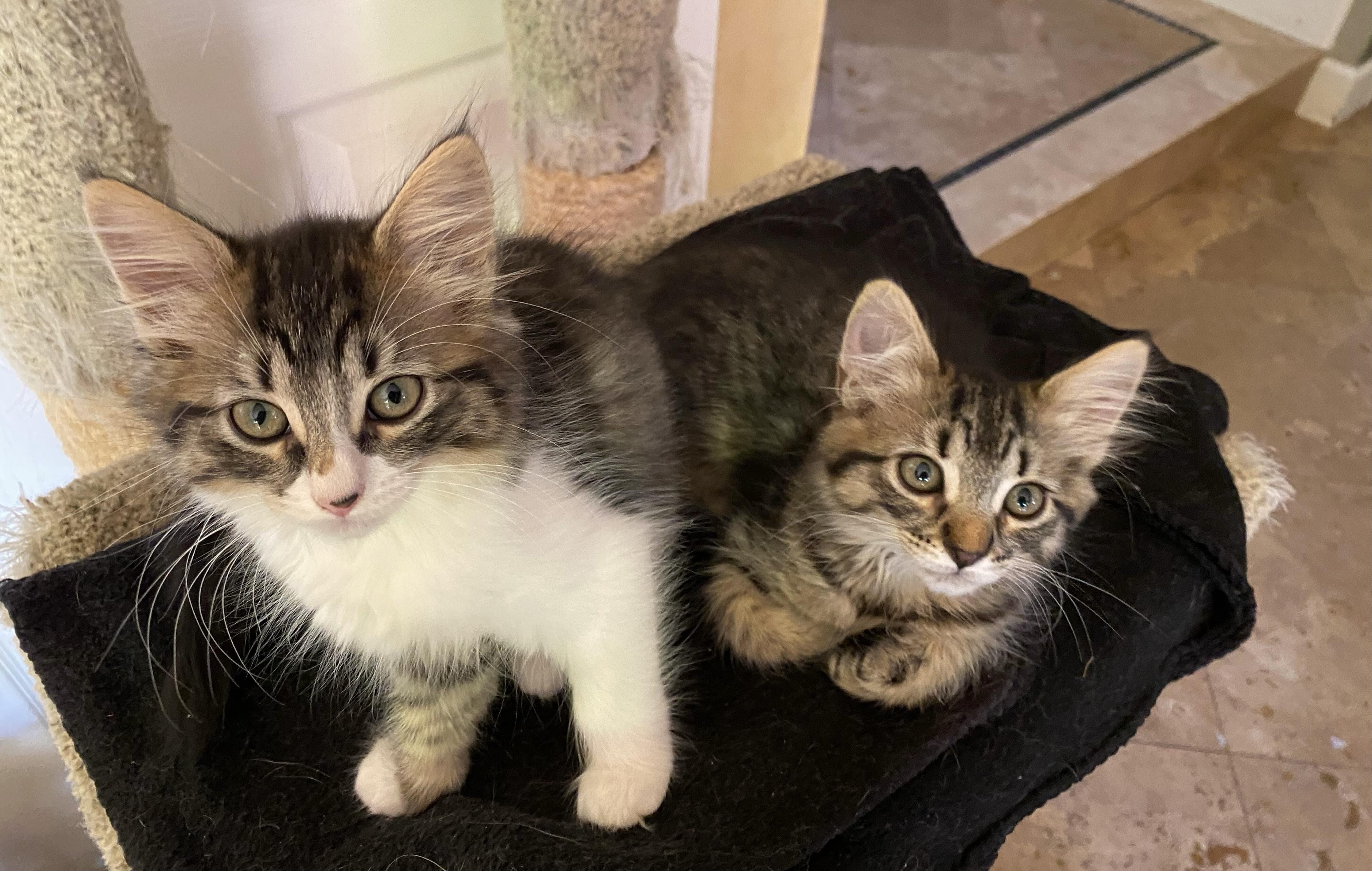 Adopt Gaby & Abigail ~ Bonded Sisters Today - Pets TheCountyOffice