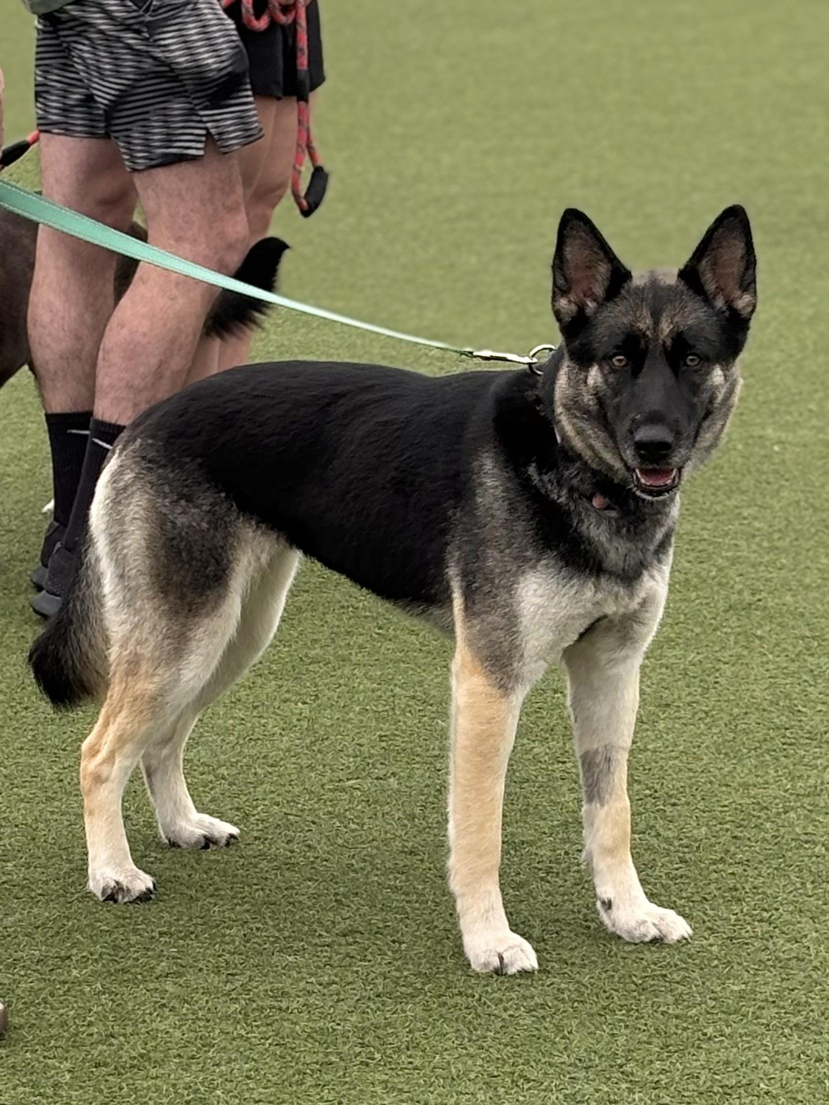 Adopt Harley (Courtesy) Today - Pets TheCountyOffice