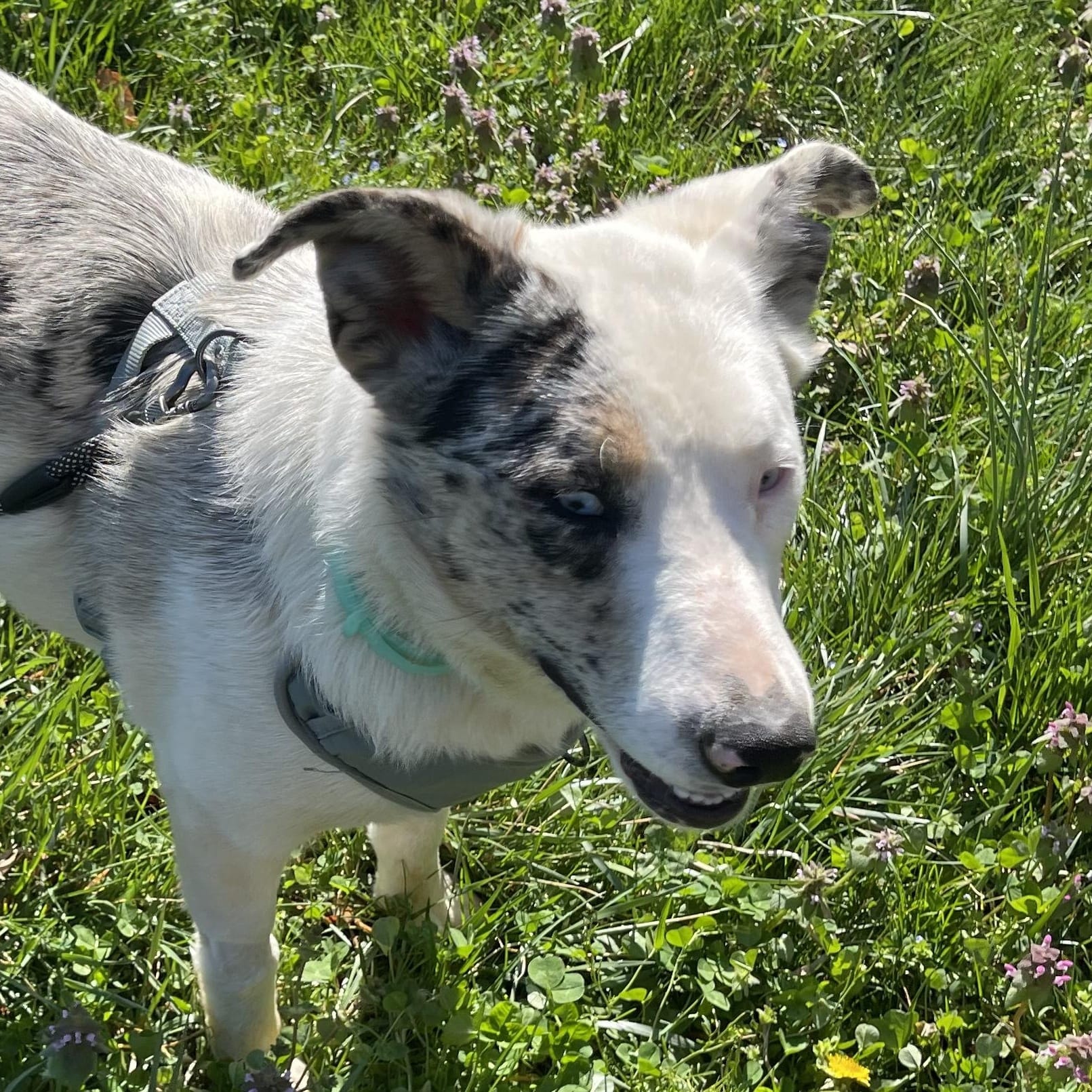 Adopt Shadow Today - Find Paw Pal