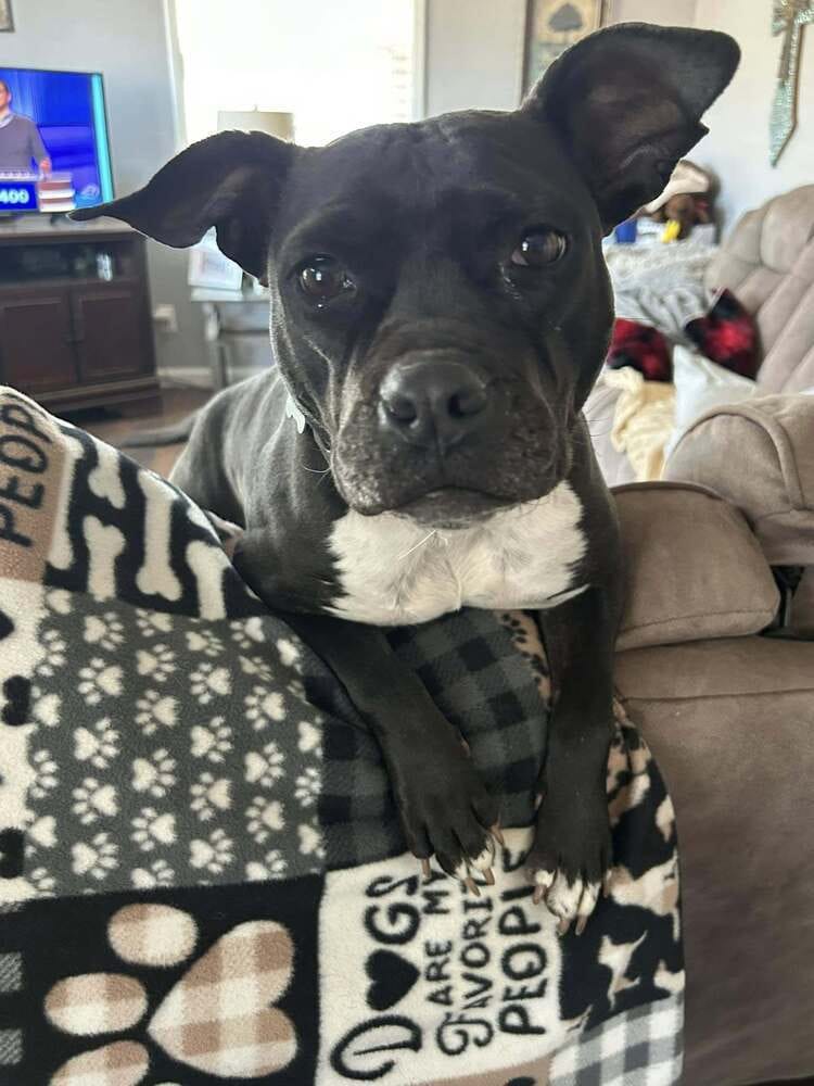 Adopt Maxine Teer Today - Find Paw Pal