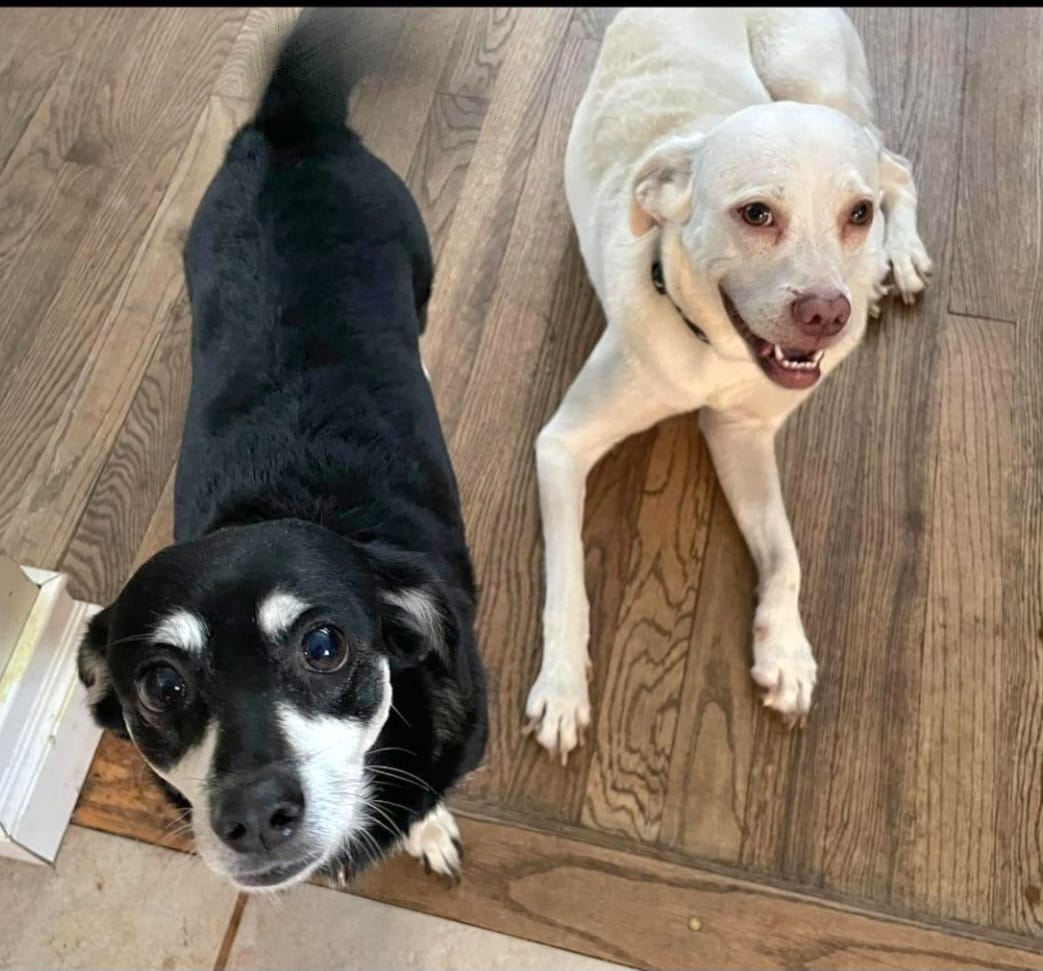 Adopt Buddy & BG (Bonded Mom & Son) Today - Find Paw Pal