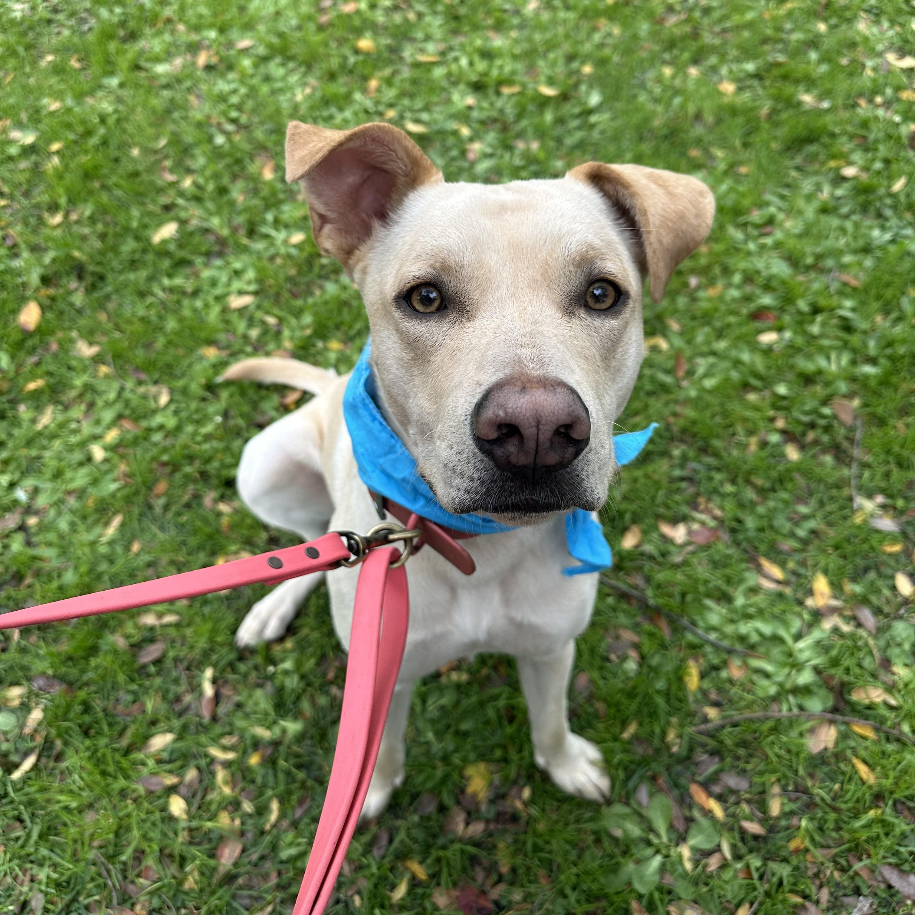 Adopt Kenya Today - Find Paw Pal