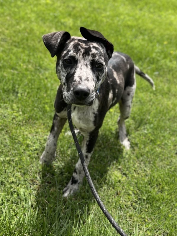 Adopt Tadpole Today - Pets TheCountyOffice