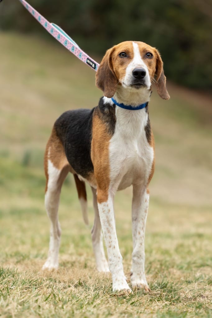 Adopt Steven Tyler Today - Find Paw Pal