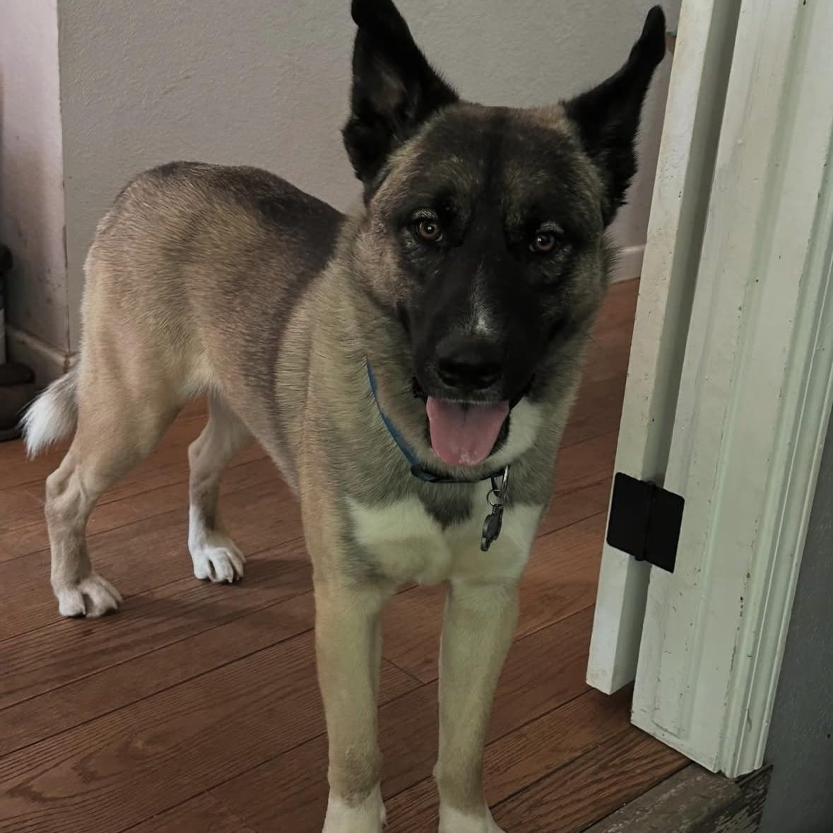 Adopt Arlo Today - Find Paw Pal
