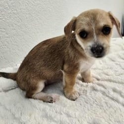 Adopt Pina Today - Pets TheCountyOffice
