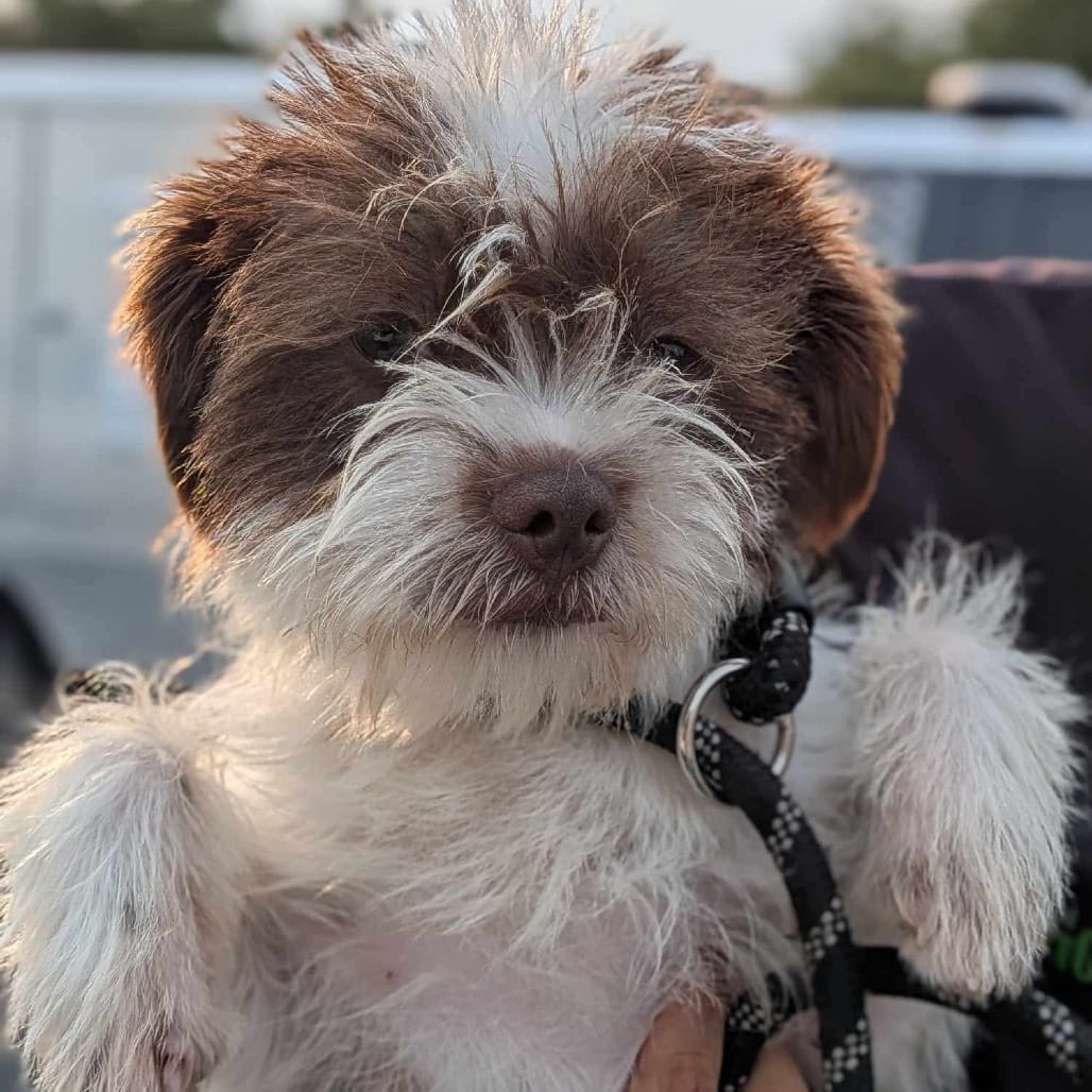 Adopt Ruffles B519 Today - Pets TheCountyOffice