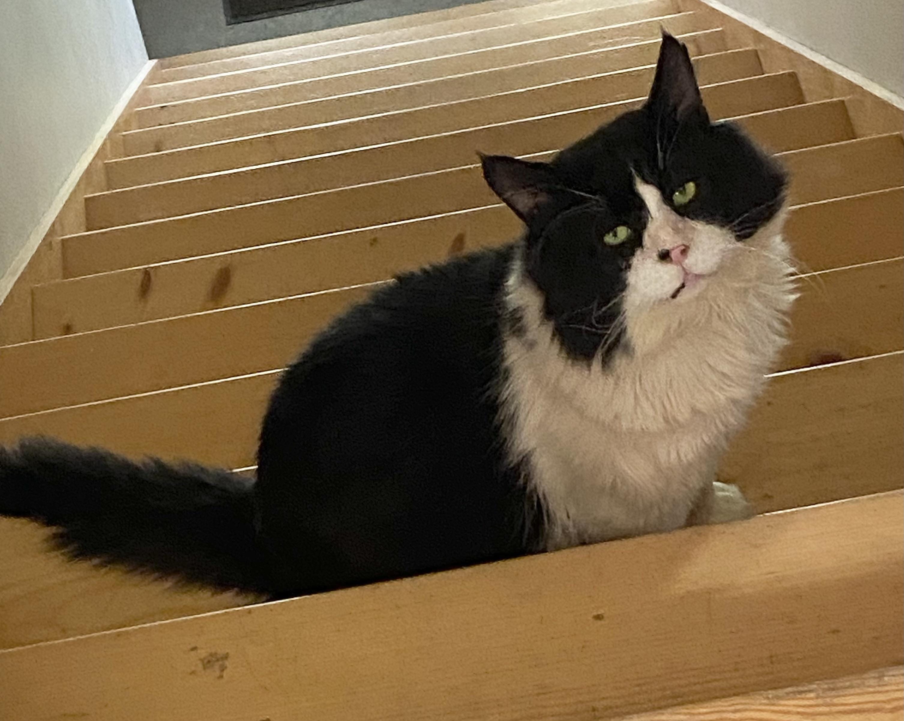 Adopt Lenny Today - Pets TheCountyOffice