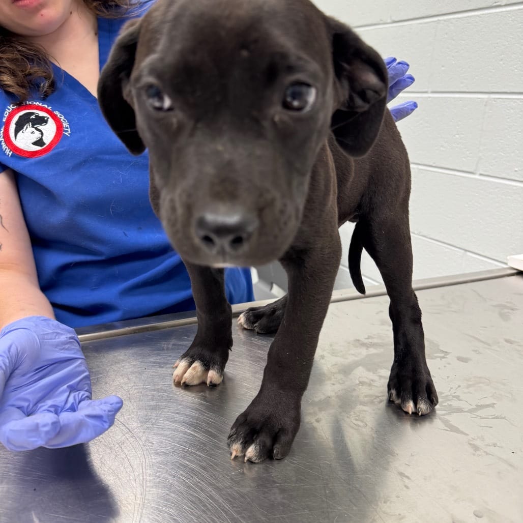 Adopt North Carolina Today - Find Paw Pal