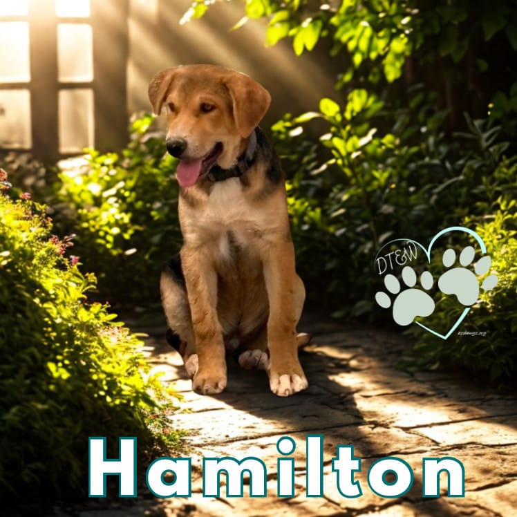 Adopt Hamilton Today - Find Paw Pal