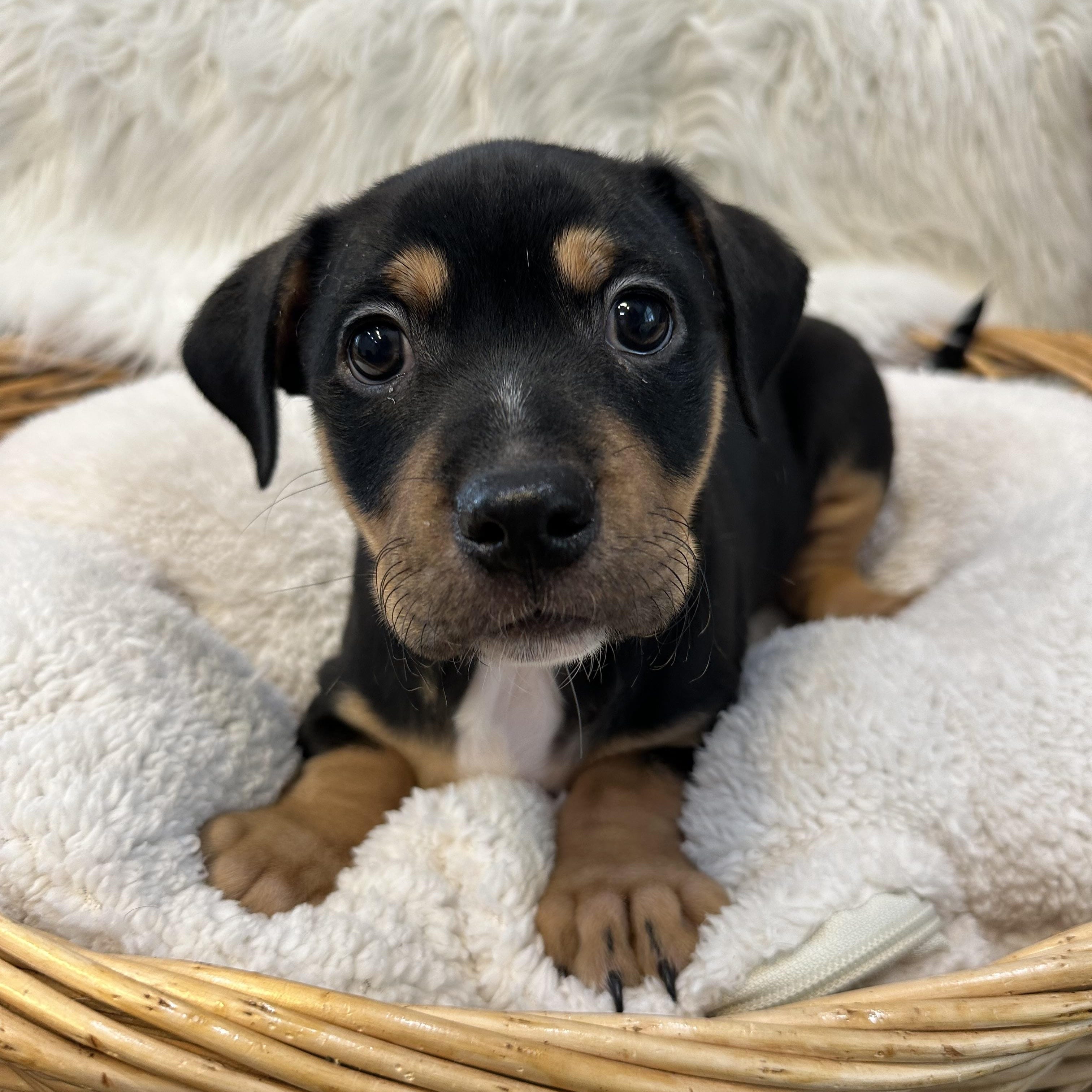 Adopt Tank! Today - Pets TheCountyOffice