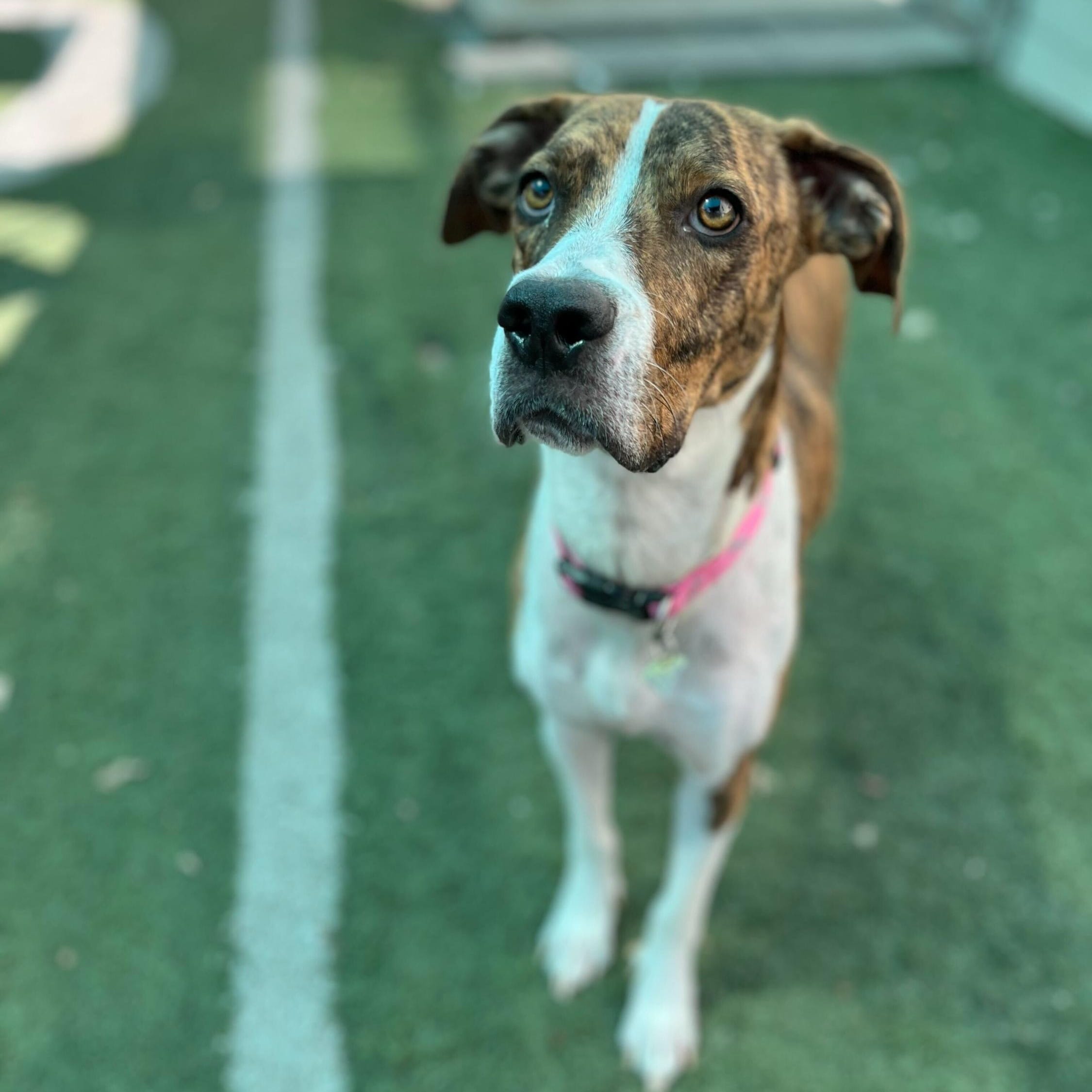 Adopt Mango Today - Pets TheCountyOffice