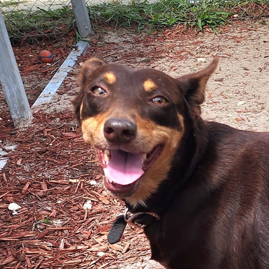 Adopt Phoebe _ Smiley Today - Find Paw Pal