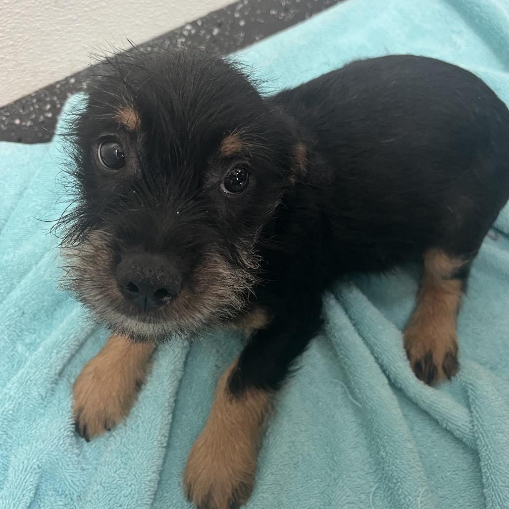 Adopt Stitch Today - Find Paw Pal