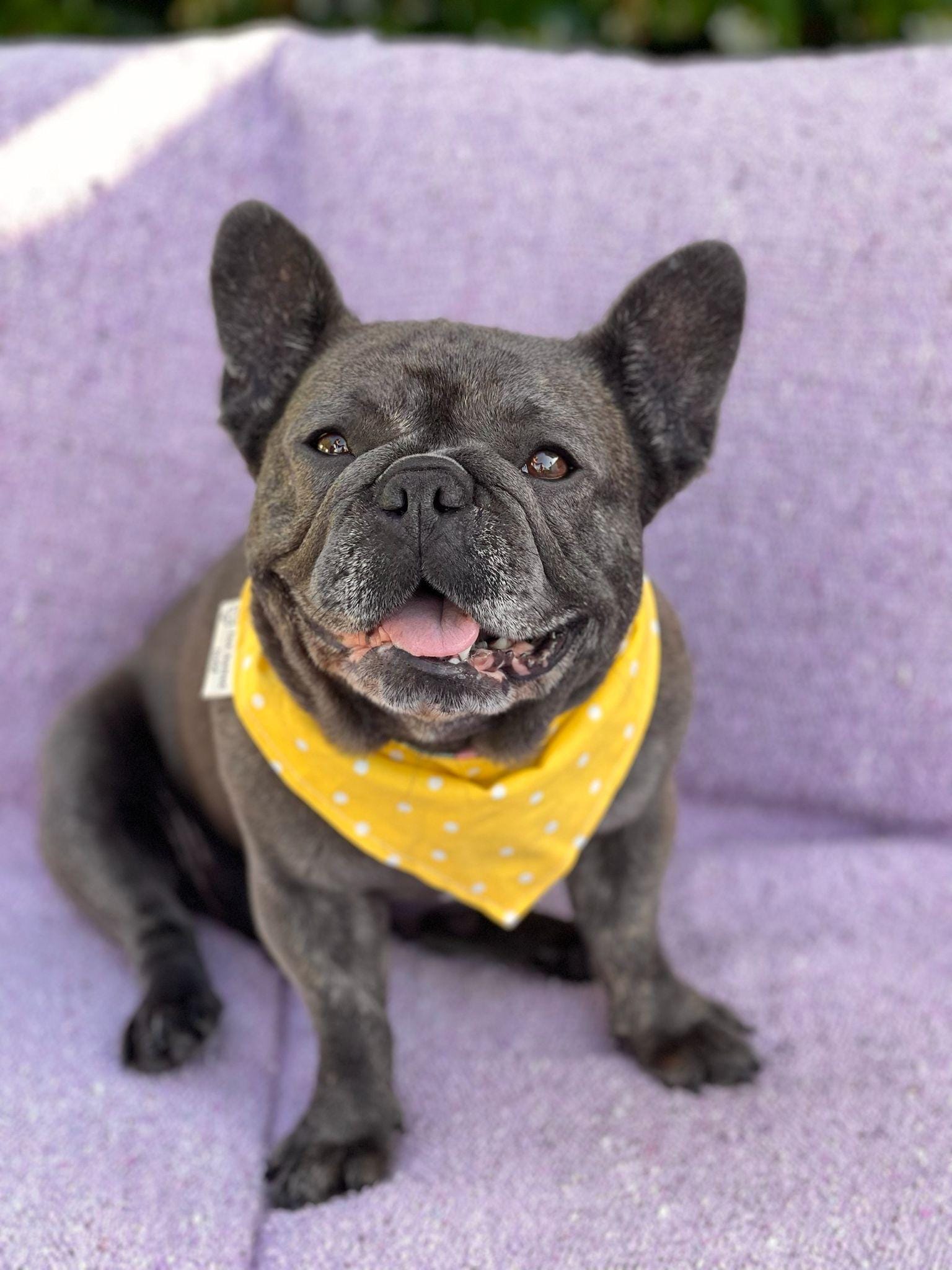 Adopt Priscilla Today - Find Paw Pal