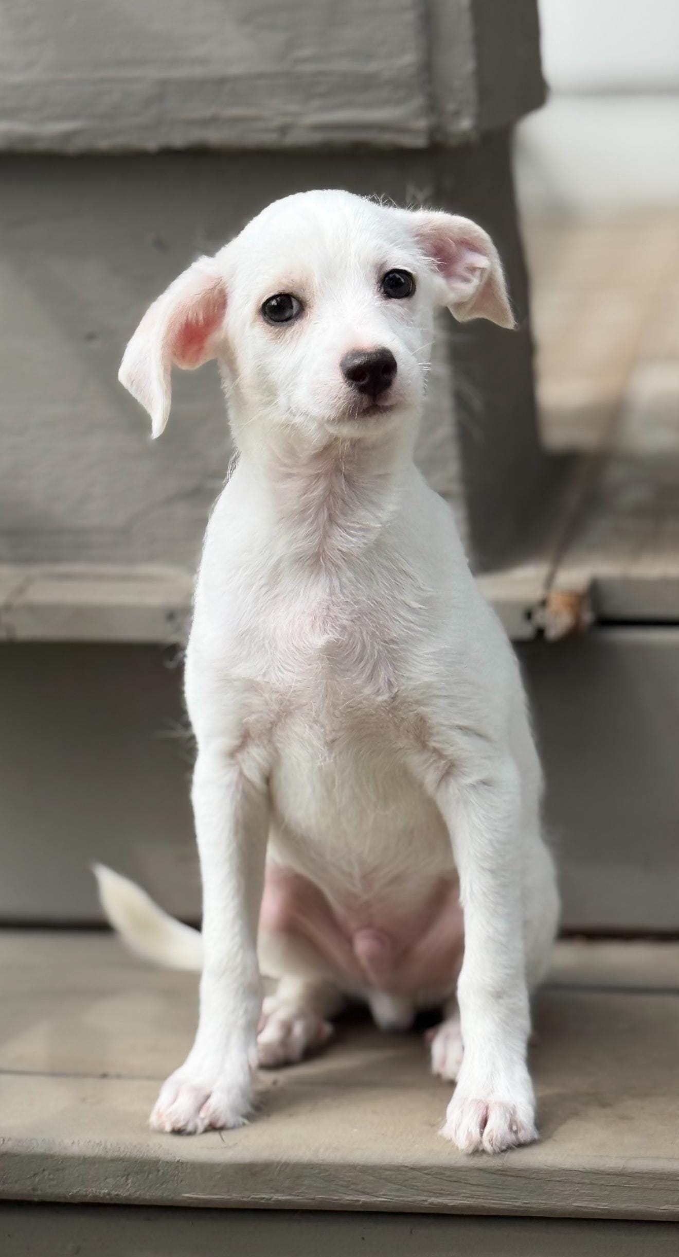 Adopt Mike (Cloud) Today - Find Paw Pal