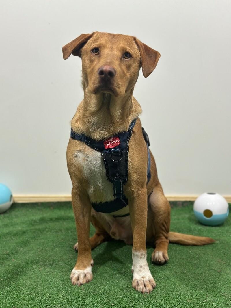 Adopt Pluto Today - Pets TheCountyOffice