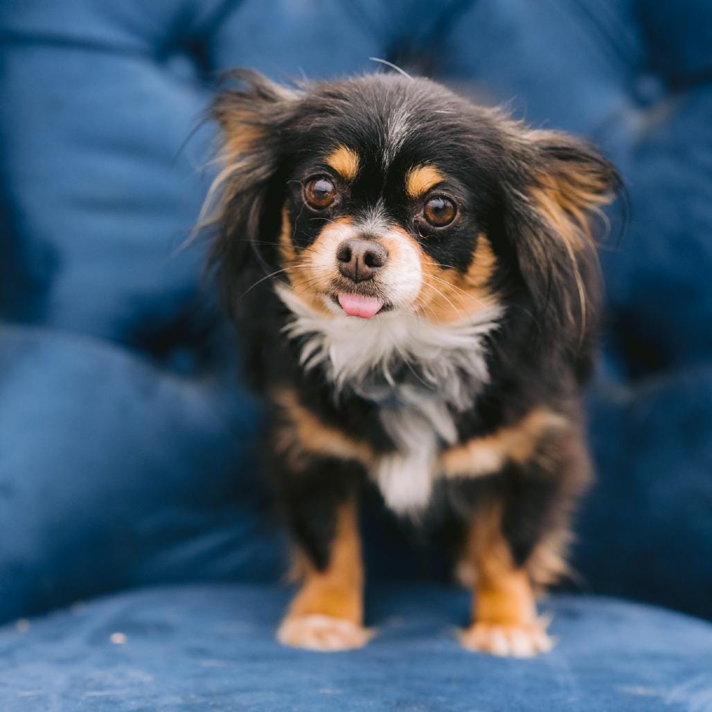 Adopt Barbara Today - Pets TheCountyOffice