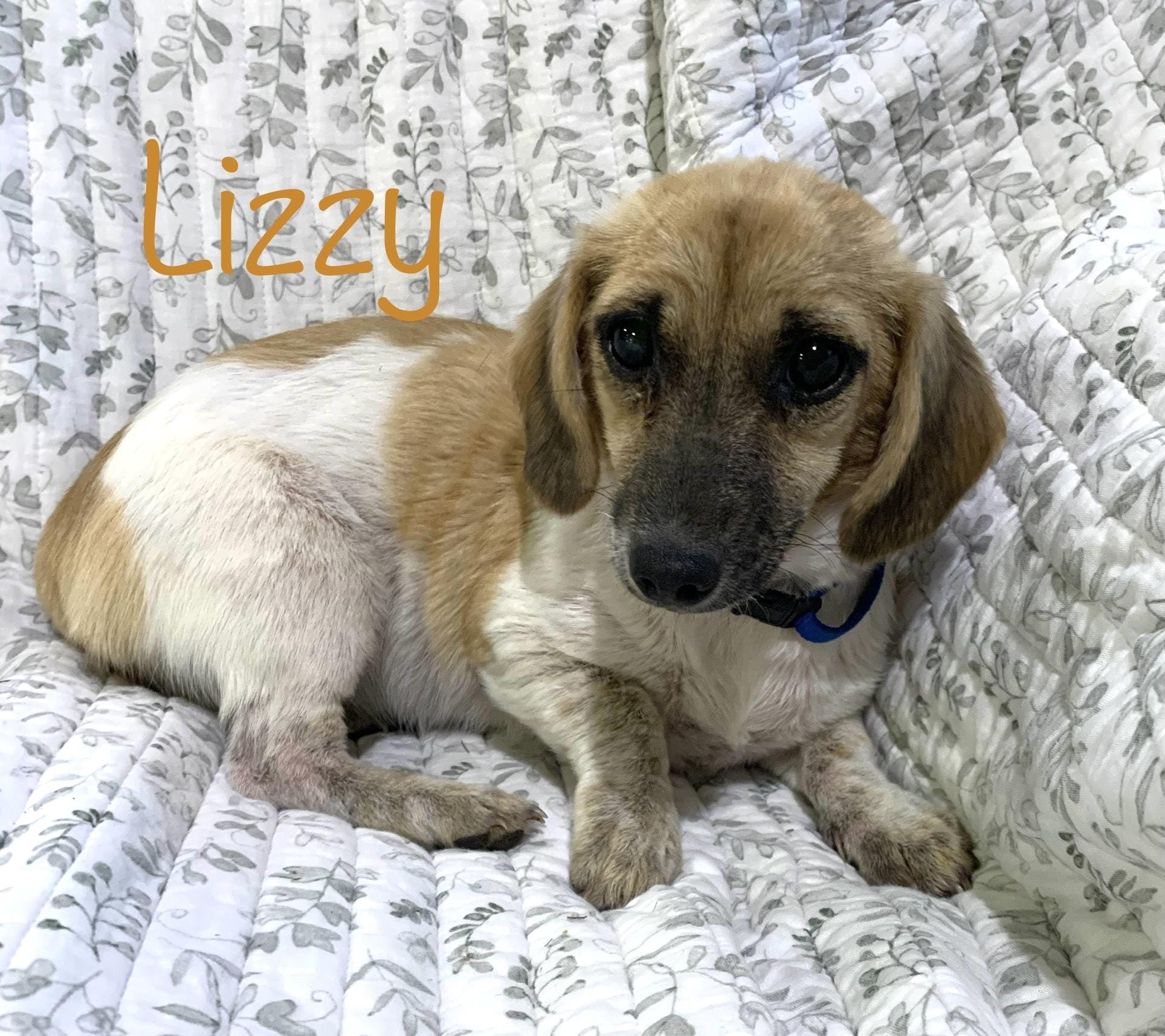 Adopt Ruby Today - Pets TheCountyOffice