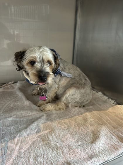 Adopt Coco Puff Today - Pets TheCountyOffice