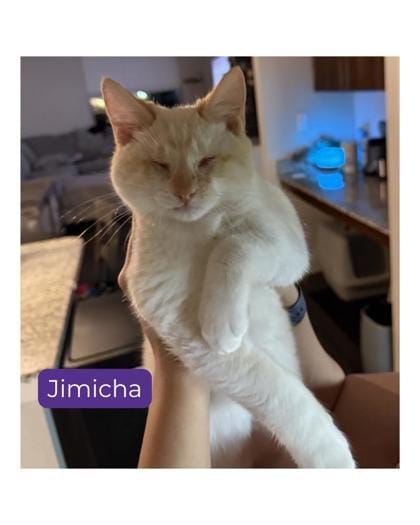 Adopt Jimmy Today - Pets TheCountyOffice