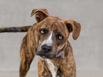 Adopt Duke Today - Pets TheCountyOffice