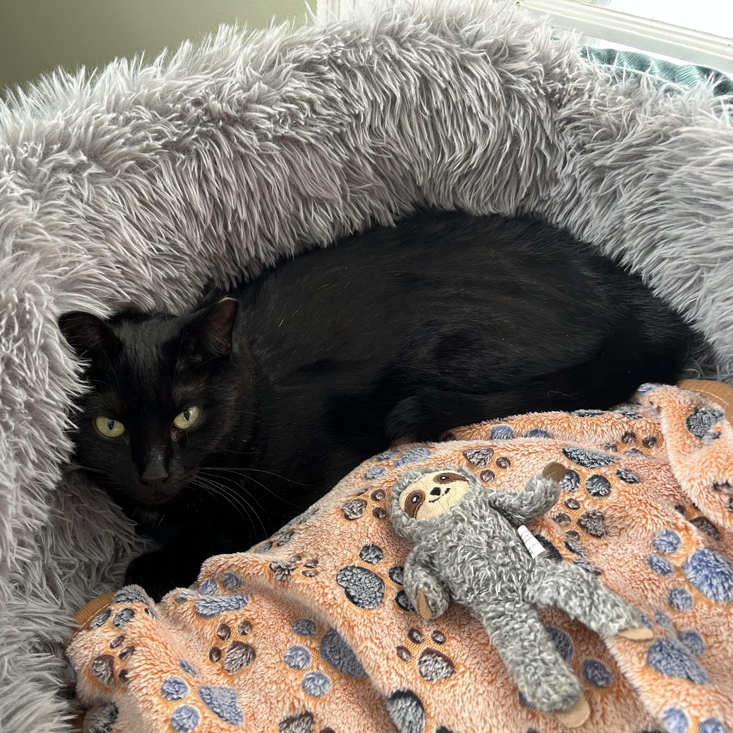 Adopt Wendy Today - Find Paw Pal