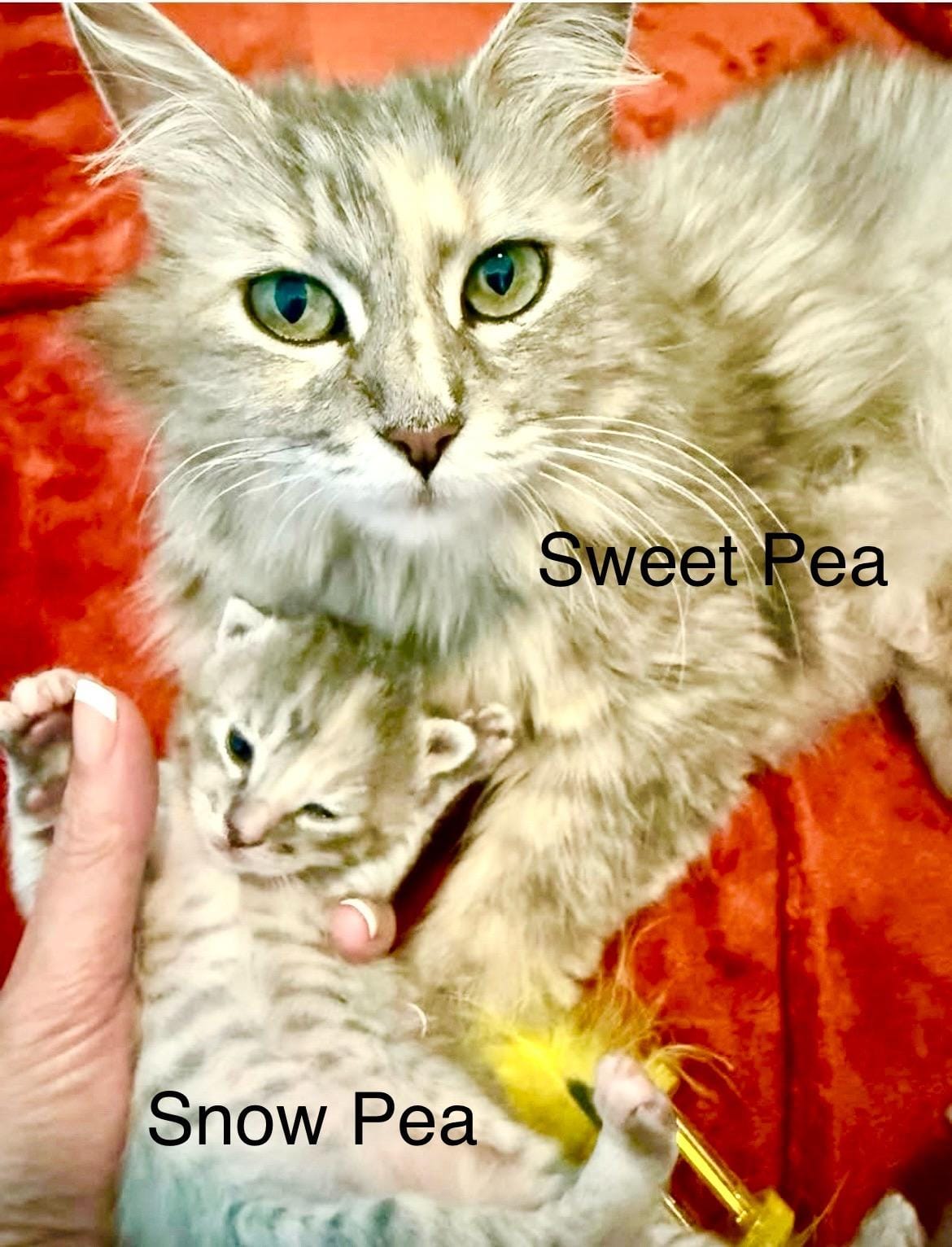 Adopt Sweet Pea, Snow Pea, Sugar Pea, and Snap Pea Today - Find Paw Pal