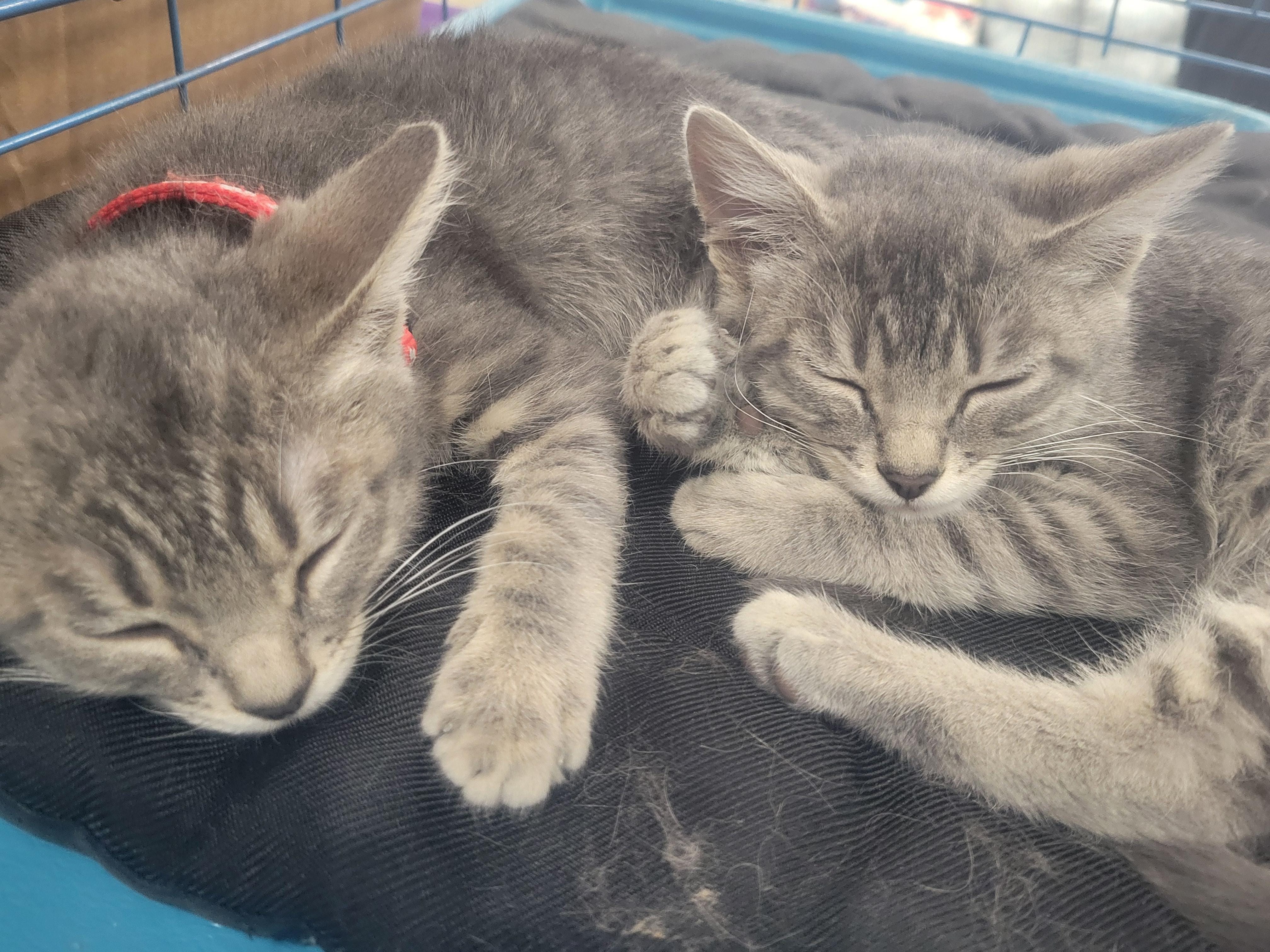 Adopt Uzi (purple) & Jay (red) Today - Find Paw Pal