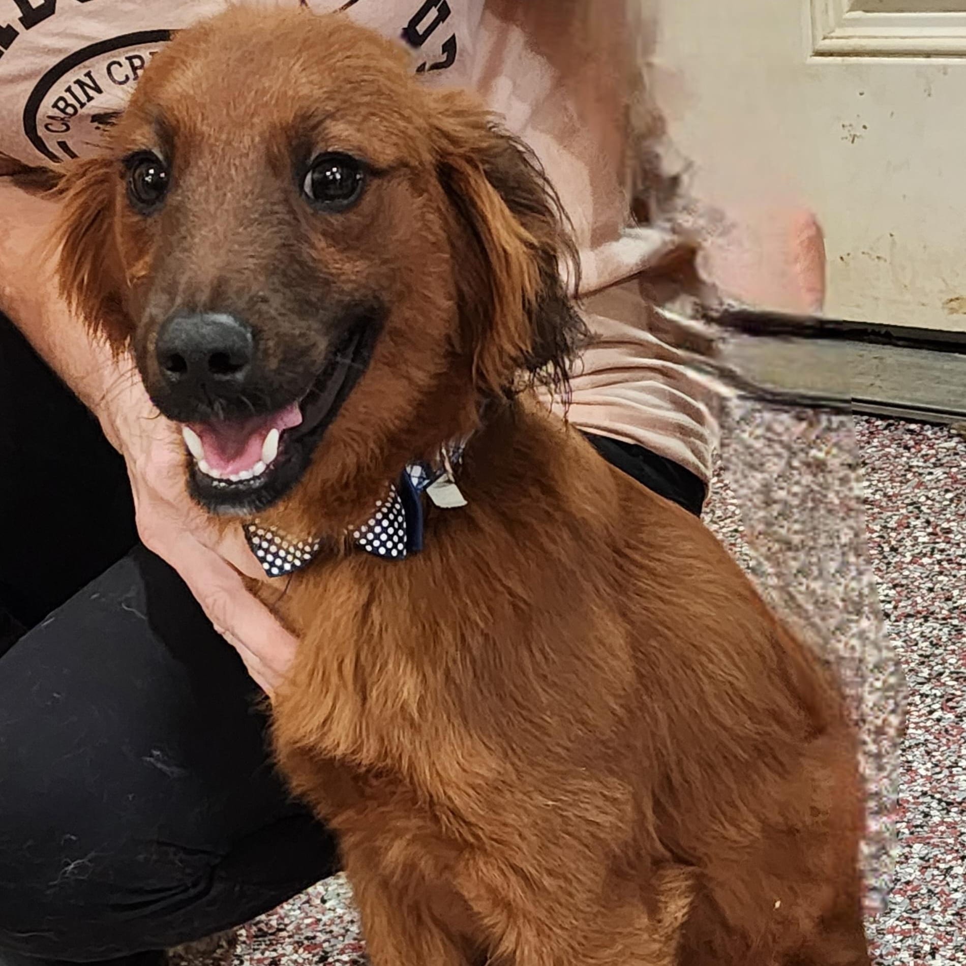 Adopt Stewie Today - Find Paw Pal