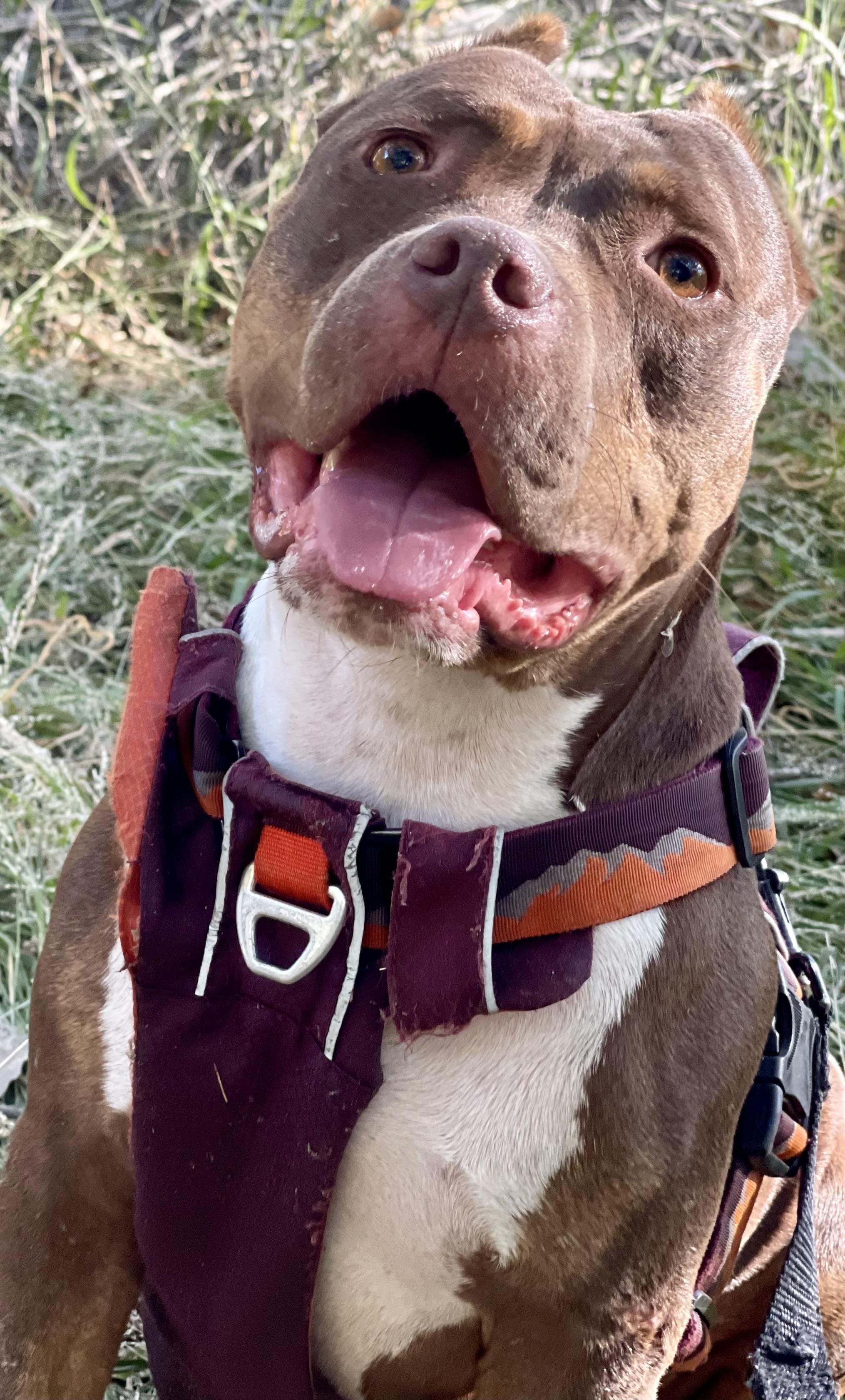 Adopt Athena Today - Find Paw Pal