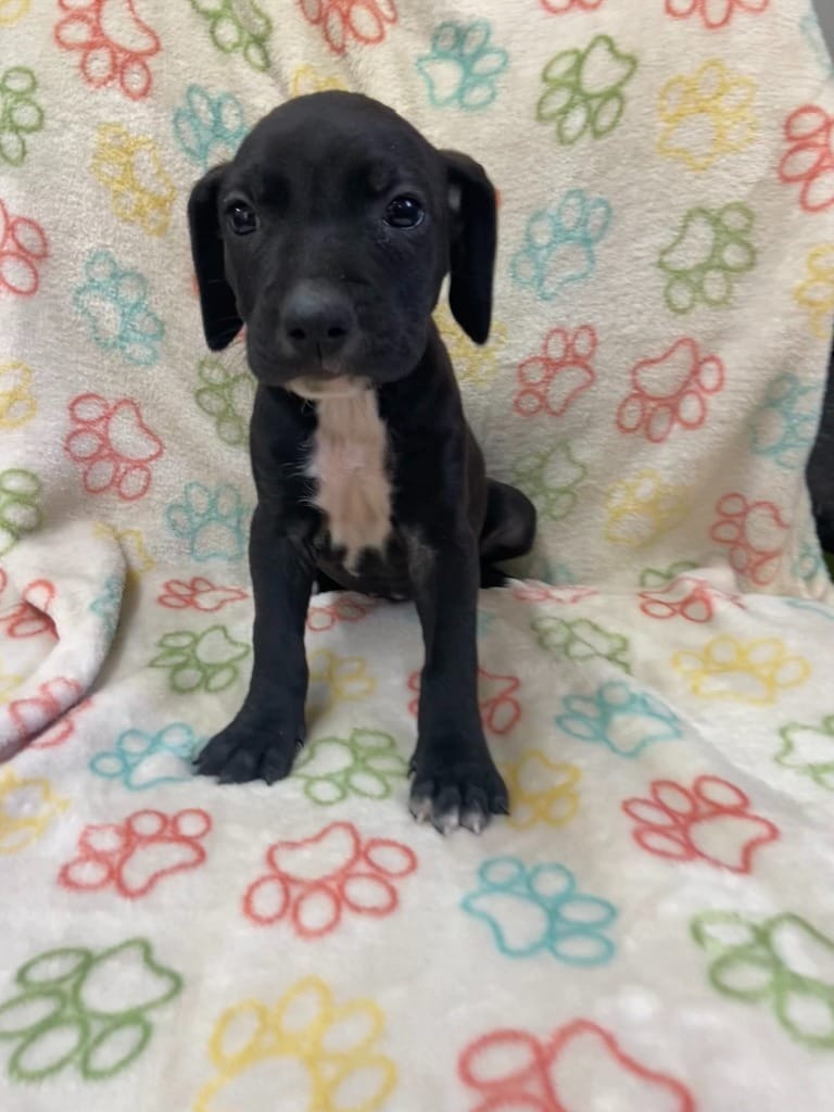 Adopt Willow Today - Find Paw Pal