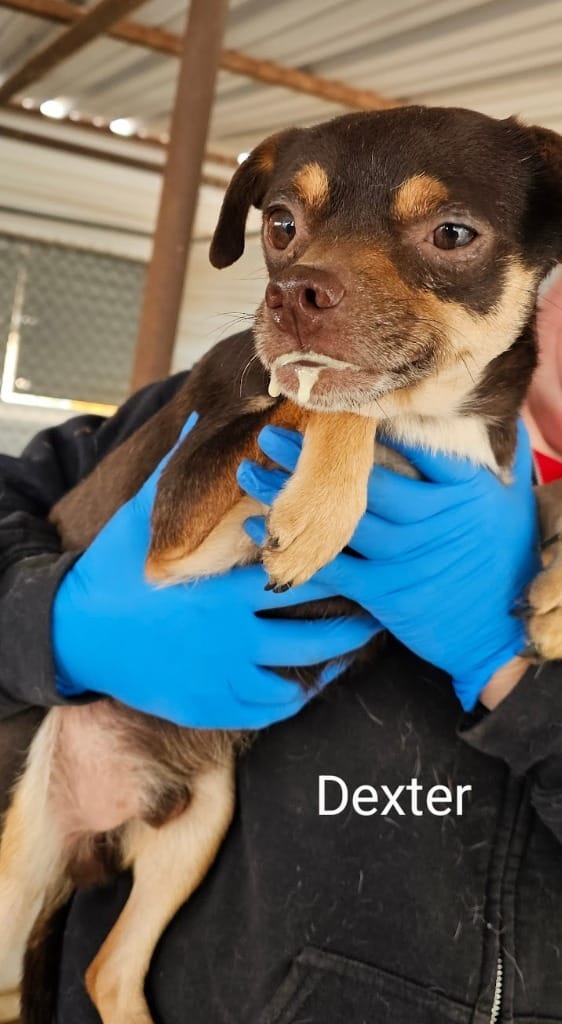 Adopt Dexter Today - Find Paw Pal