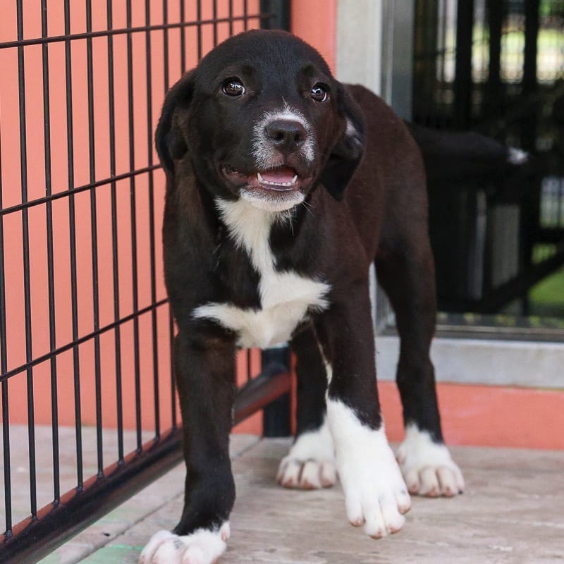 Adopt Mazzi Today - Find Paw Pal