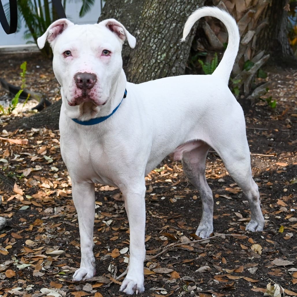 Adopt Mason Today - Find Paw Pal