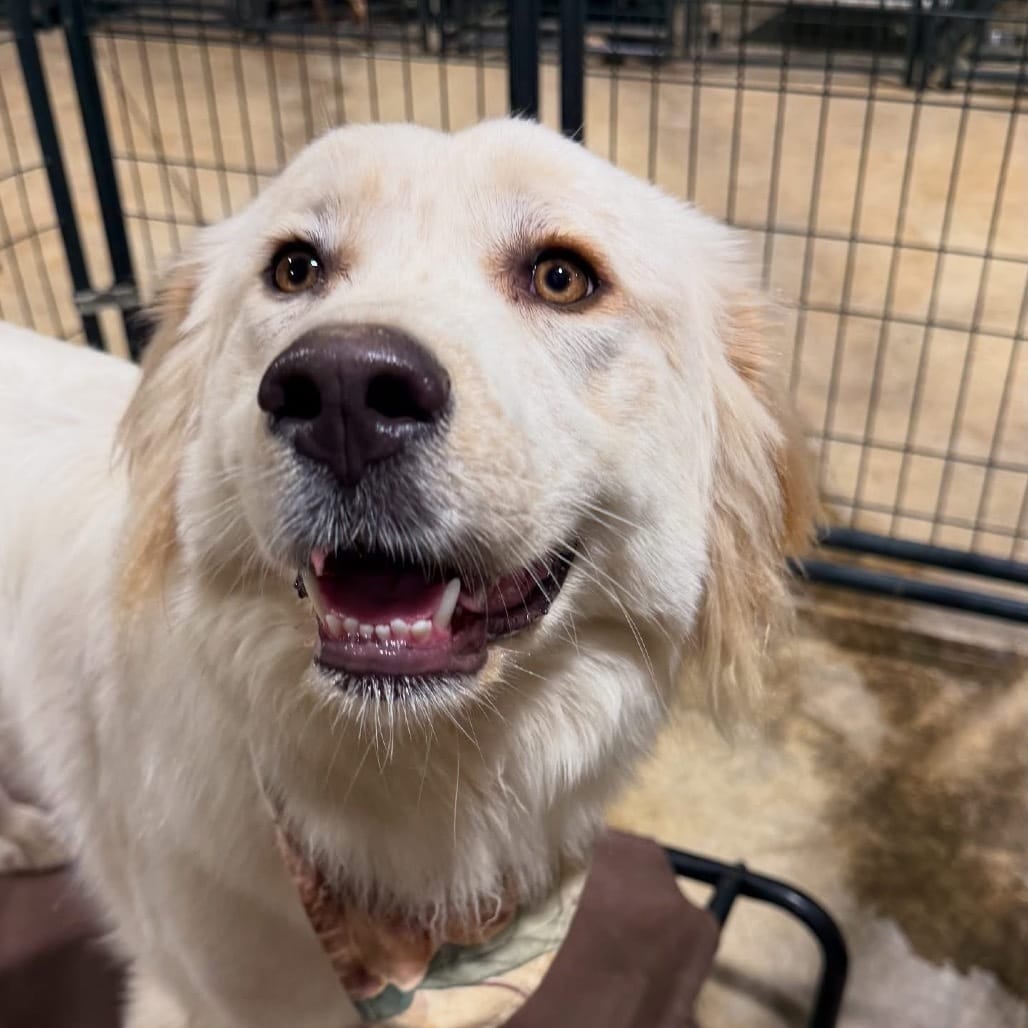 Adopt Poppy Today - Find Paw Pal