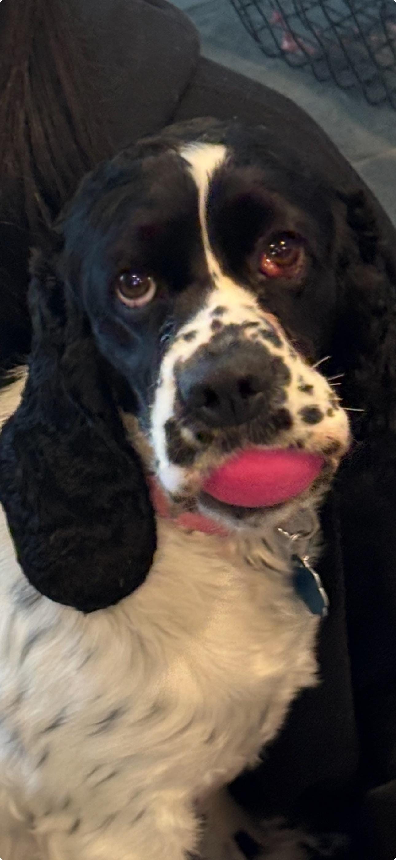 Adopt Daisy Today - Find Paw Pal