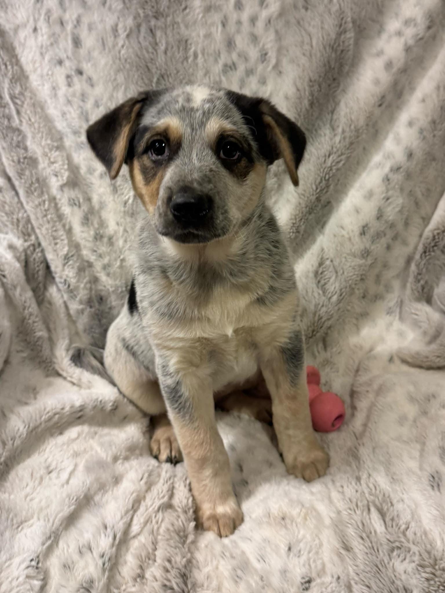 Adopt Sheila Today - Find Paw Pal