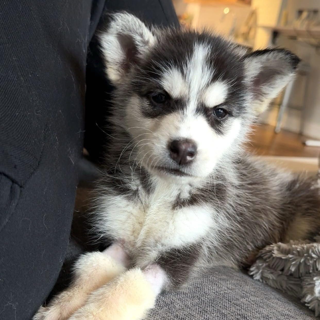 Adopt Mariah Today - Find Paw Pal