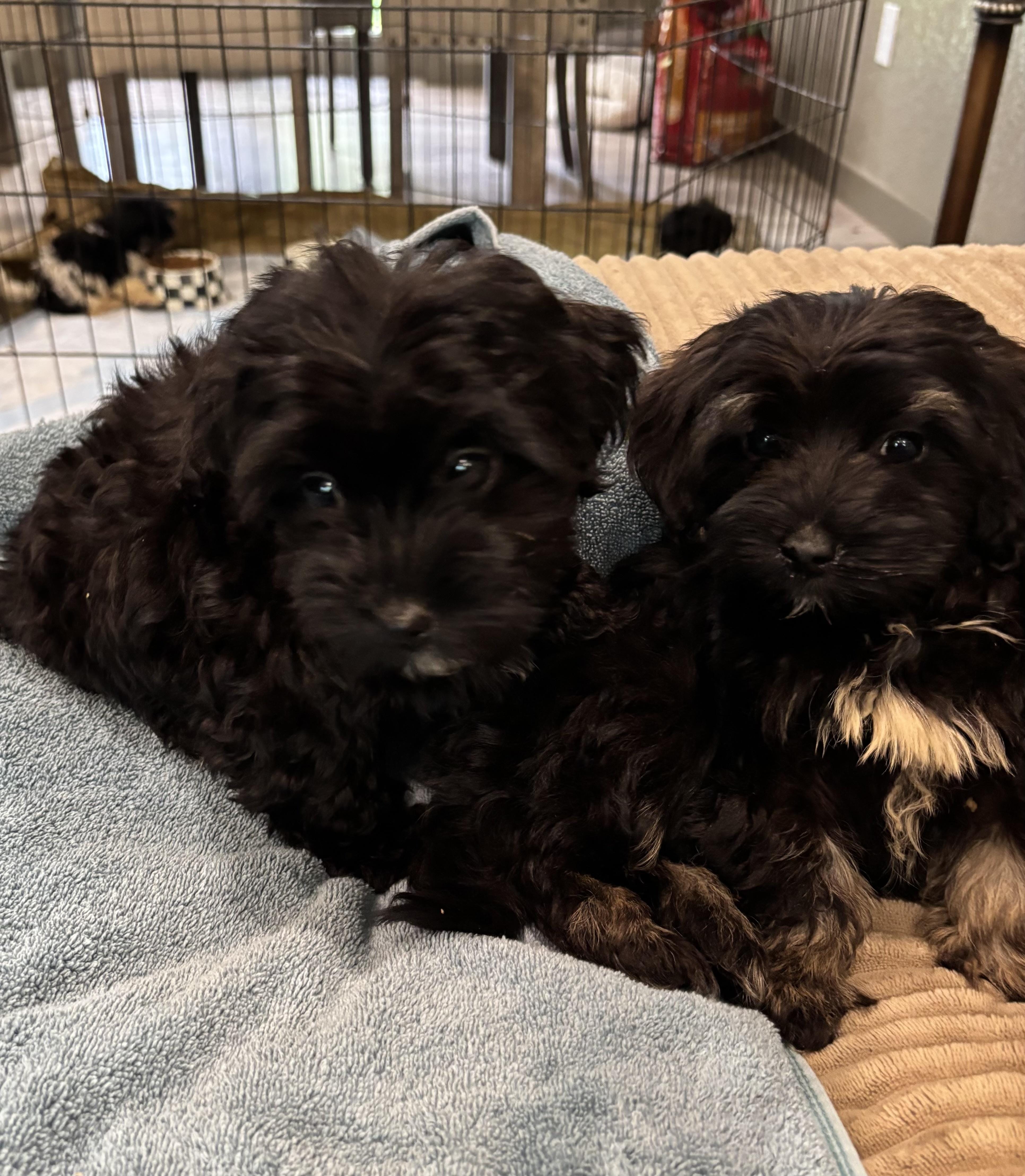 Adopt Shih/Havanese puppies! Today - Find Paw Pal