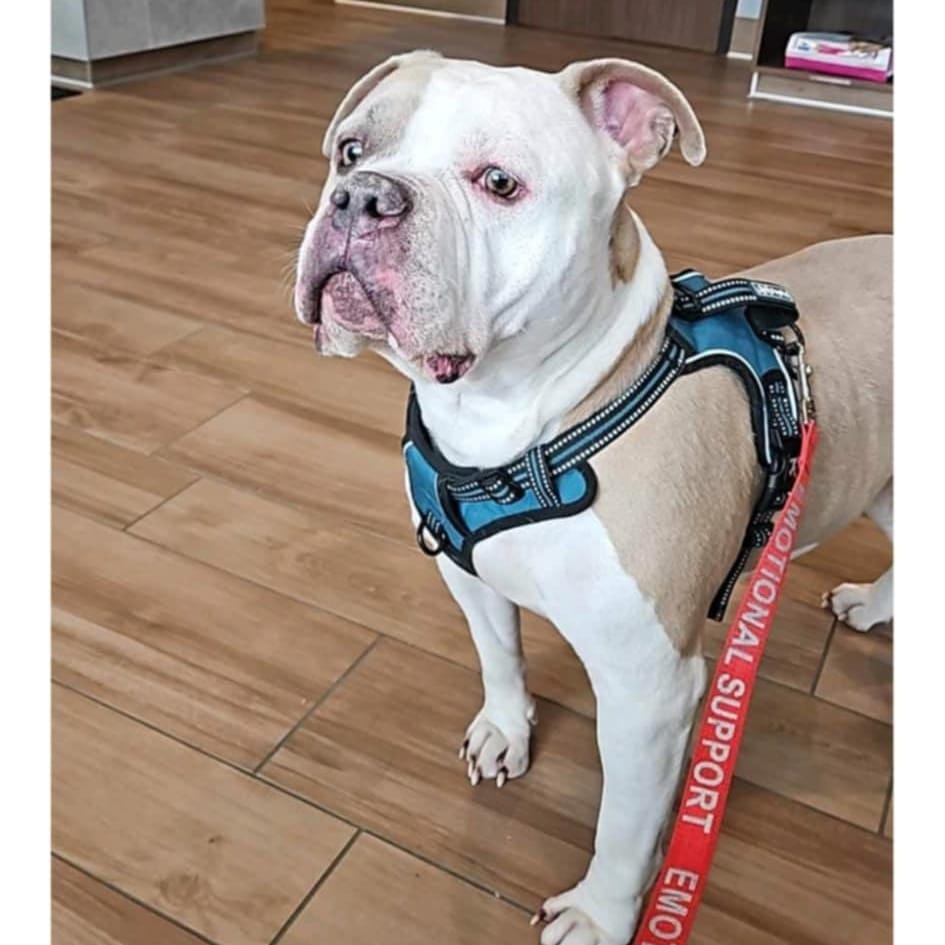 Adopt Bentley Today - Find Paw Pal