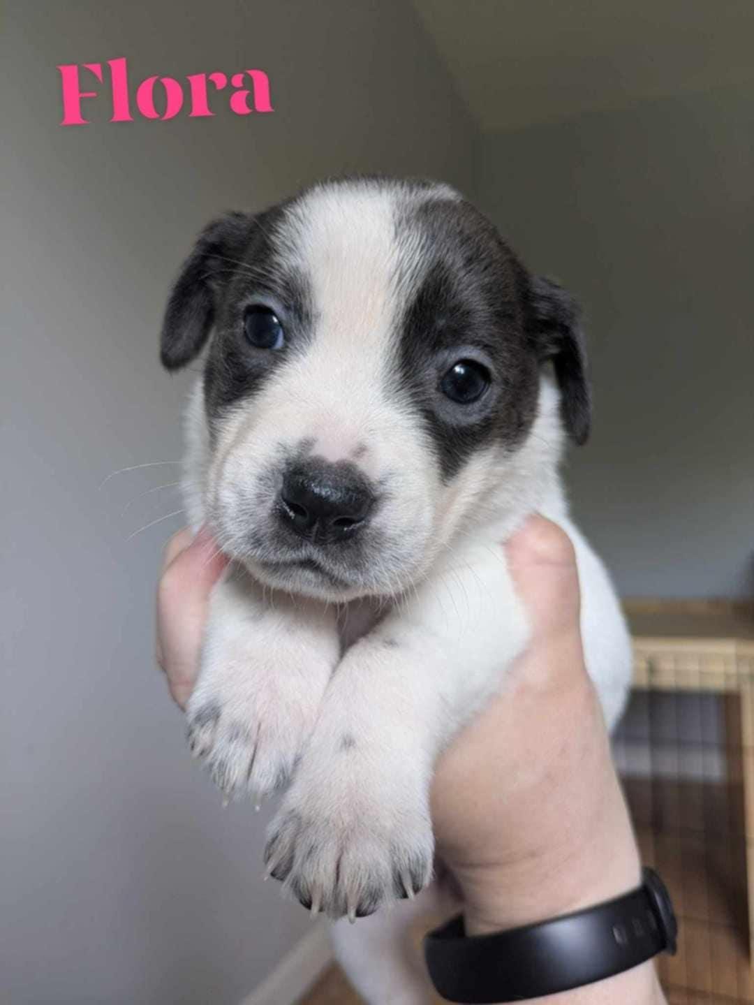 Adopt Flora (The Addams Family Litter) Today - Find Paw Pal