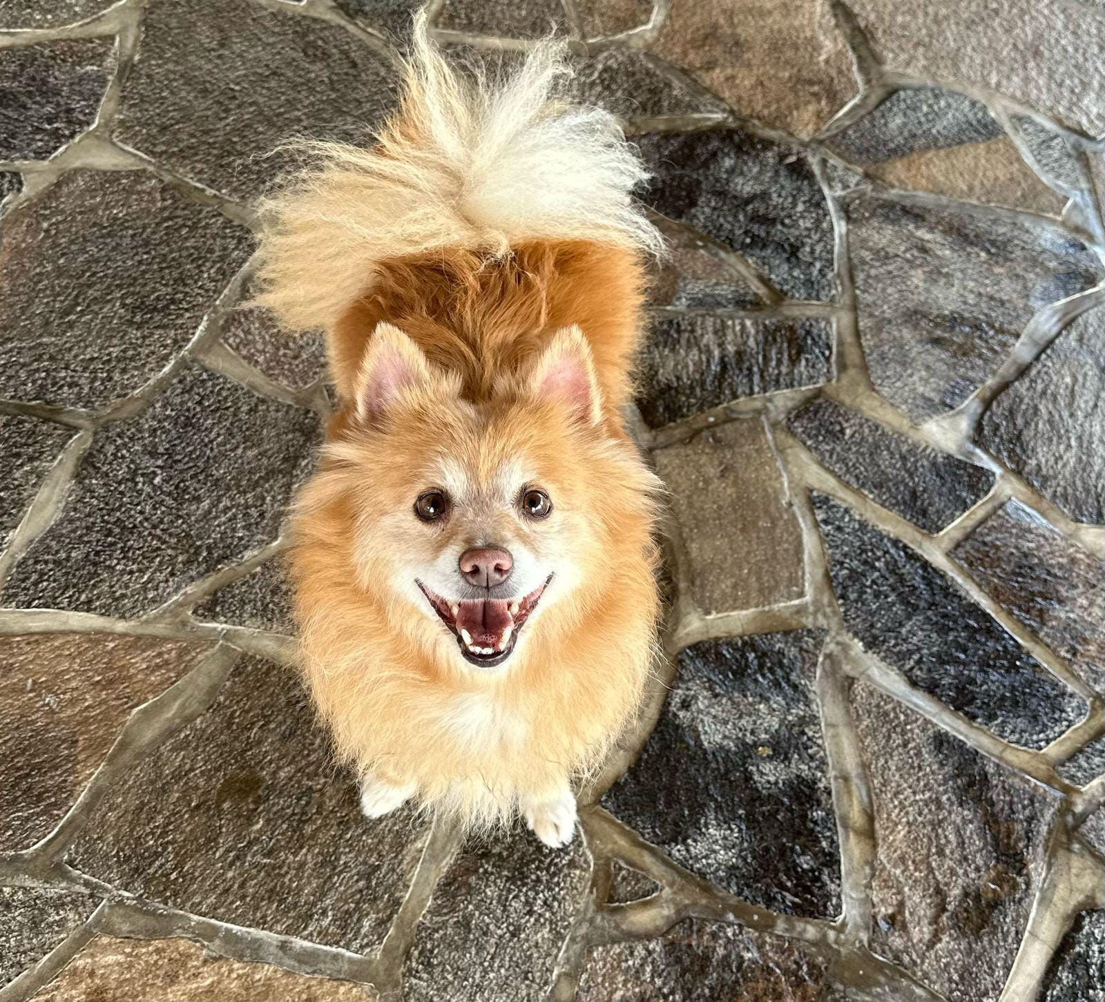 Adopt Sarah Today - Find Paw Pal