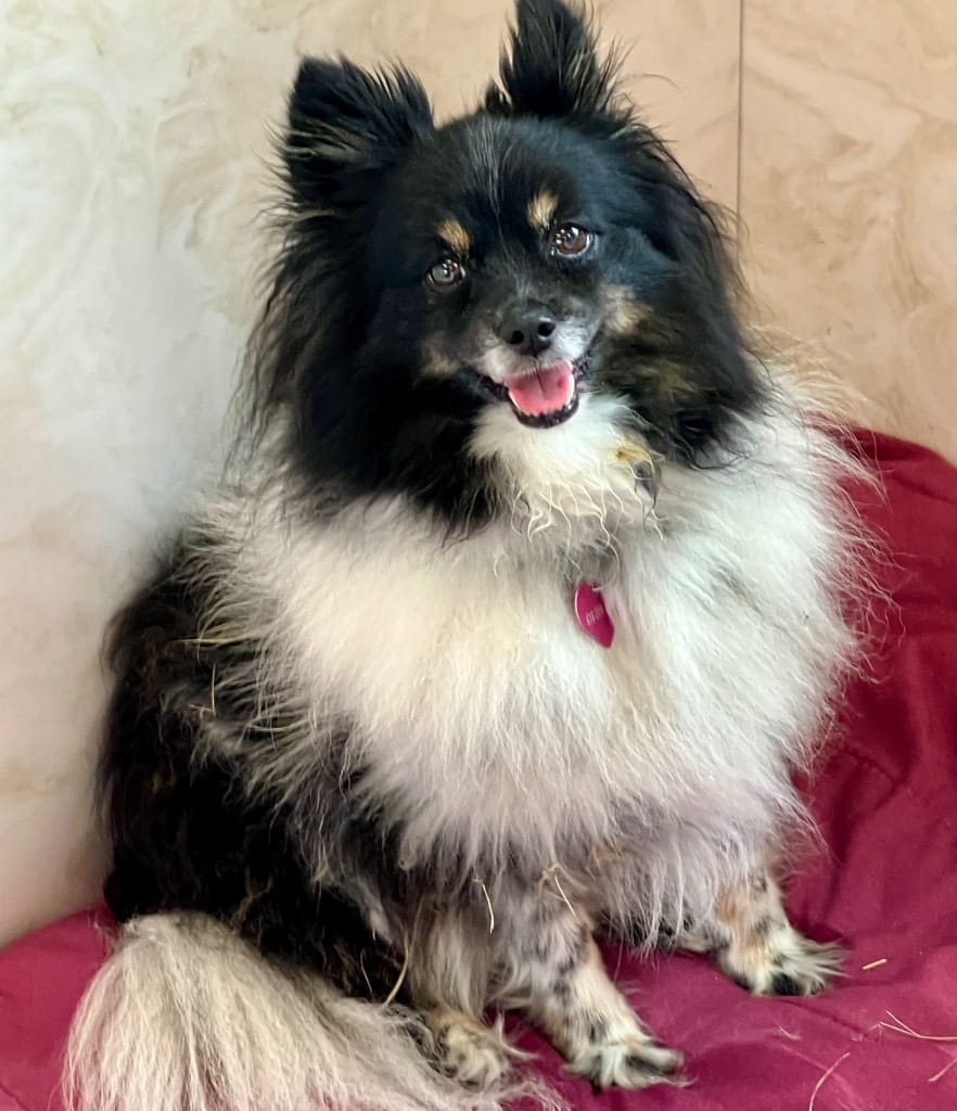 Adopt Natasha Today - Find Paw Pal