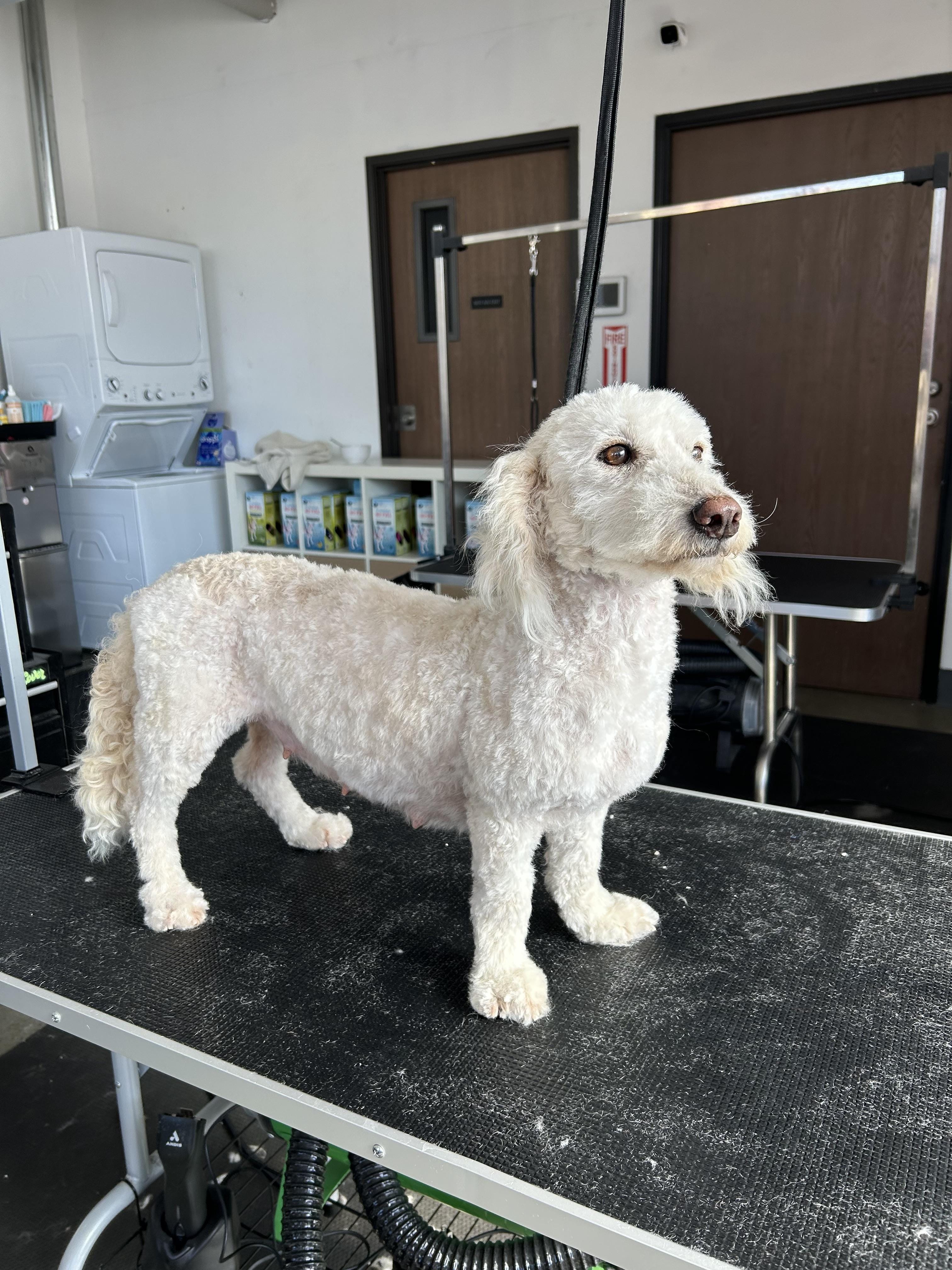 Adopt Dani Today - Find Paw Pal