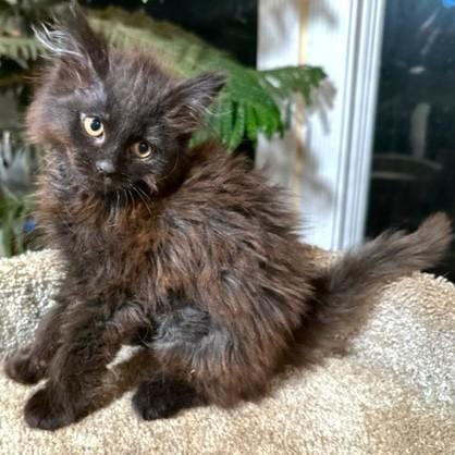 Adopt TERRIFIC TRUFFLE - MAGNIFICENT MAINE COON MIX! Today - Find Paw Pal