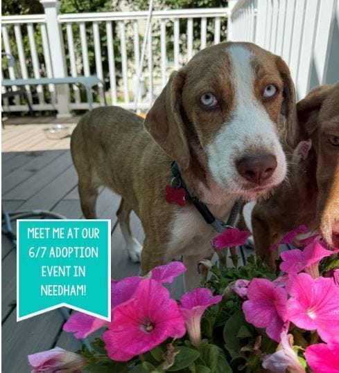 Adopt Marsha Reed Today - Find Paw Pal