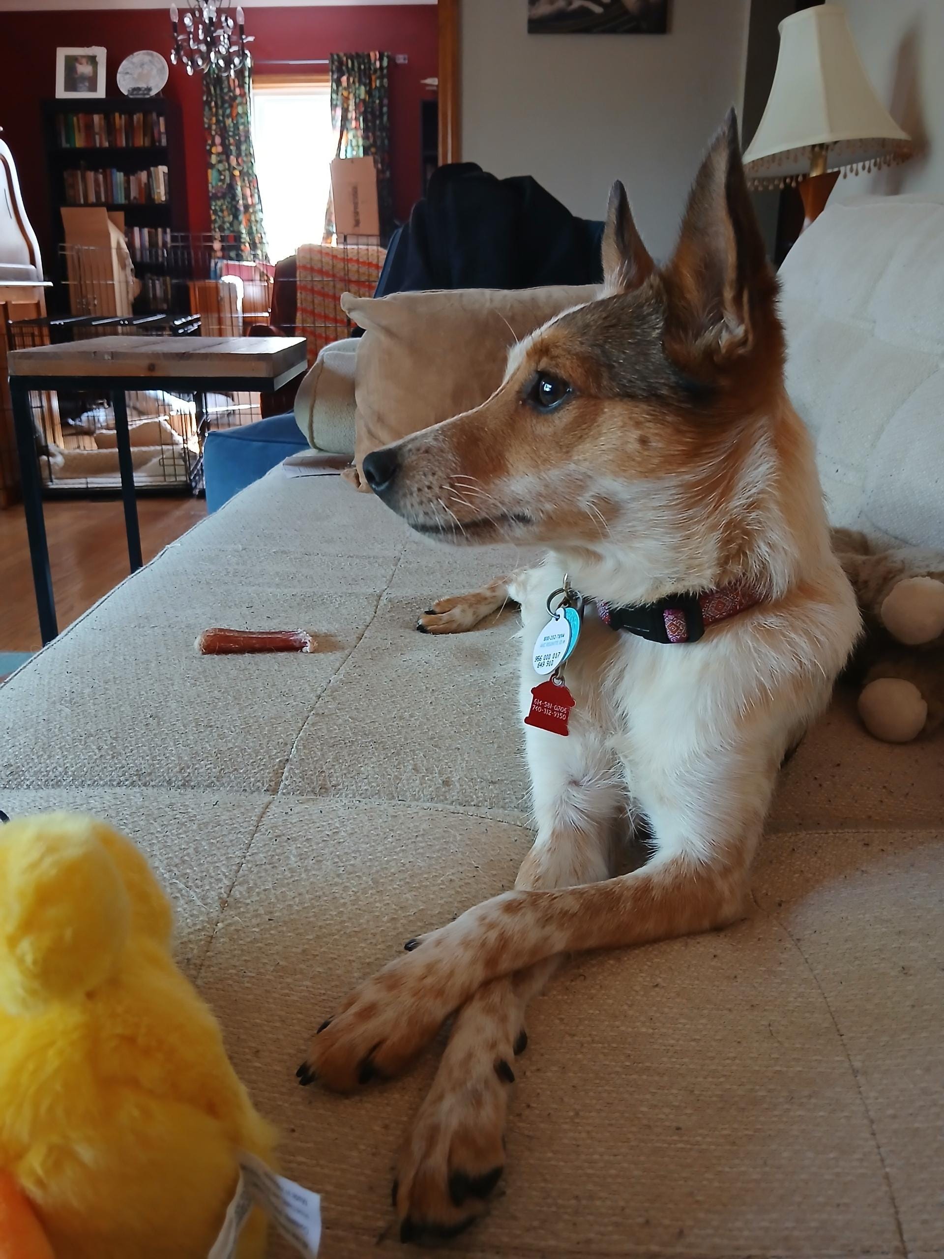 Adopt Miss Elizabeth Today - Find Paw Pal