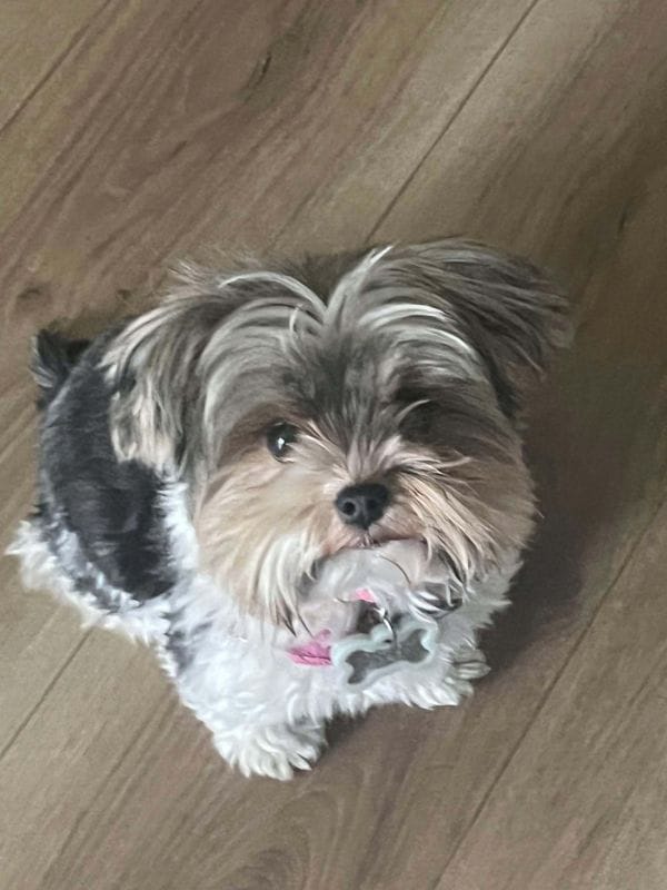 Adopt Primrose Today - Find Paw Pal