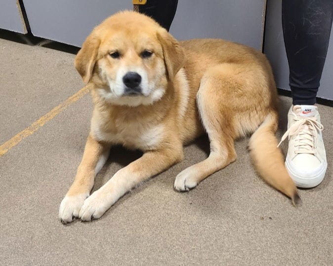 Adopt Lucy Ann Today - Find Paw Pal